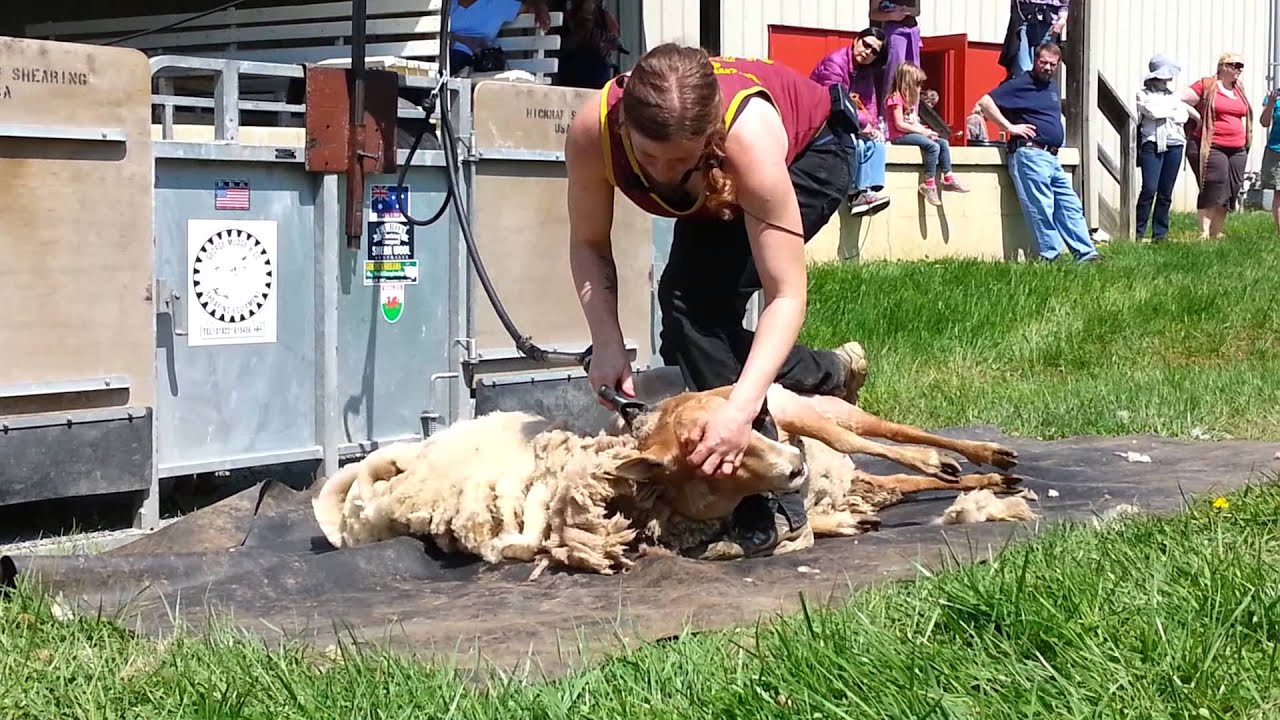 Sheep shearing demonstration - YouTube