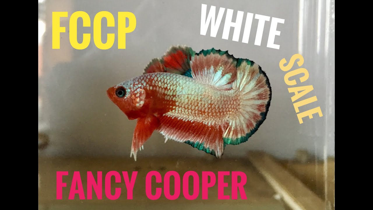 FCCP, FANCY COOPER, WHITE SCALE, PLAKAY FANCY.. APALAH NAMANYA!! - YouTube