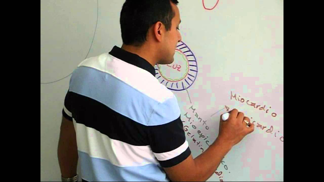 Formación y Desarrollo de Corazón Pt.1 1/3 - YouTube