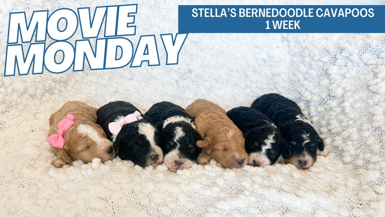 Stella's Bernedoodle Cavapoos 1 week - YouTube