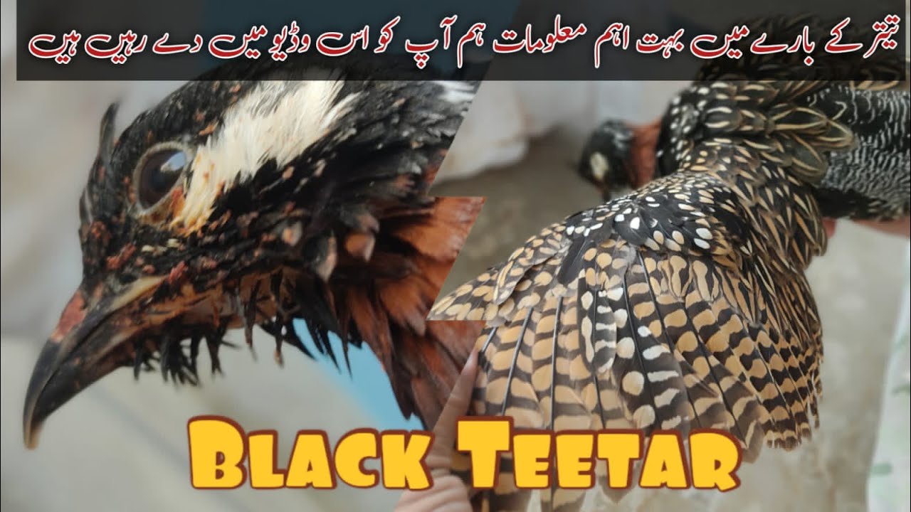 Kala Teetar Black Francolin Aur Listen Farman Nabvi Saw Before Raising ...