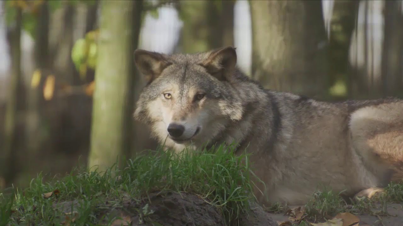 늑대 하울링ㅣwolf howling asmrㅣrelaxing soundㅣ늑대울음소리 - YouTube