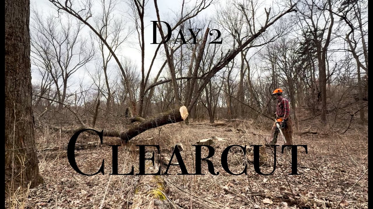 Clearcut Day 2! - YouTube