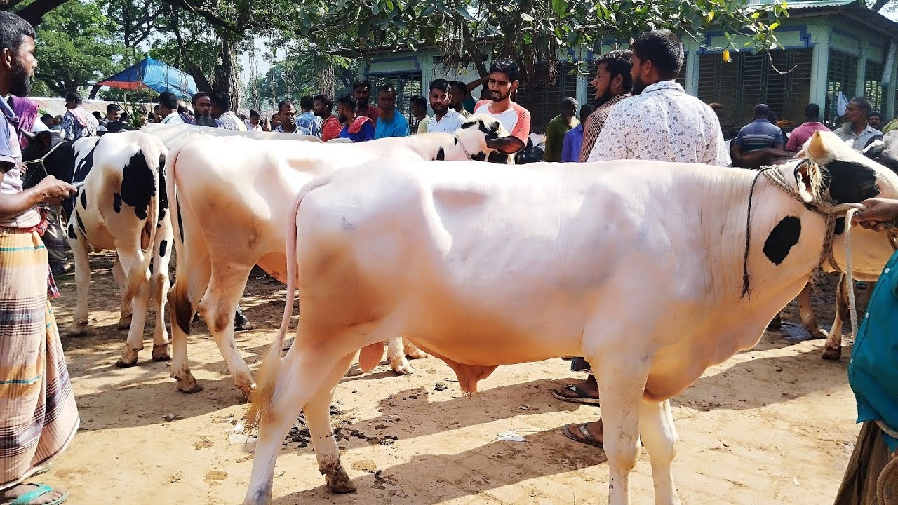 খামার উপযোগী ফ্রিজিয়ান ষাঁড় গরু আজকের ভিডিওতে || ধাপের গরুর হাট বাজার ...