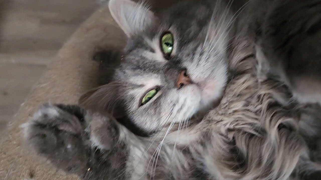 Kitty Land | Let It All Hang Out | Life With 18 Cats - YouTube