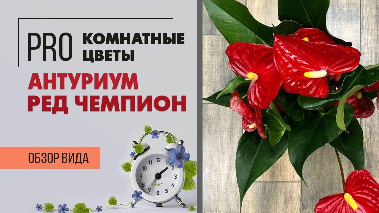 Антуриум Ред Чемпион - классический антуриум с большими цветами | Обзор ...