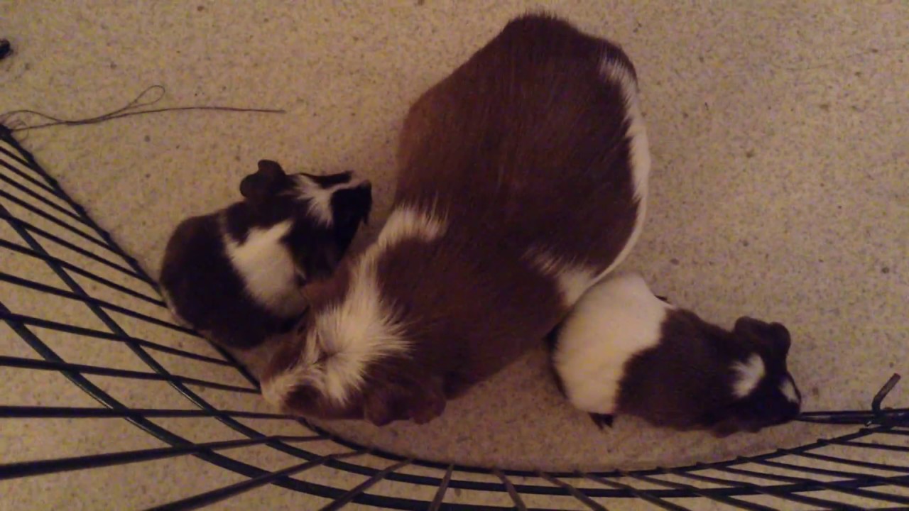 Guinea Pig babies popcorning - YouTube