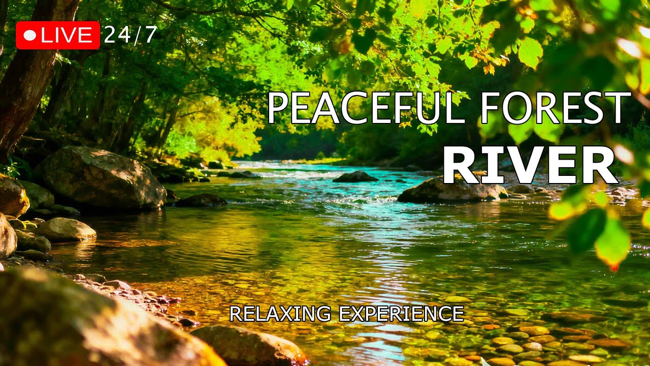 Autumn Forest Mood – Calming River, Water Sounds for Sleep & Focus ...