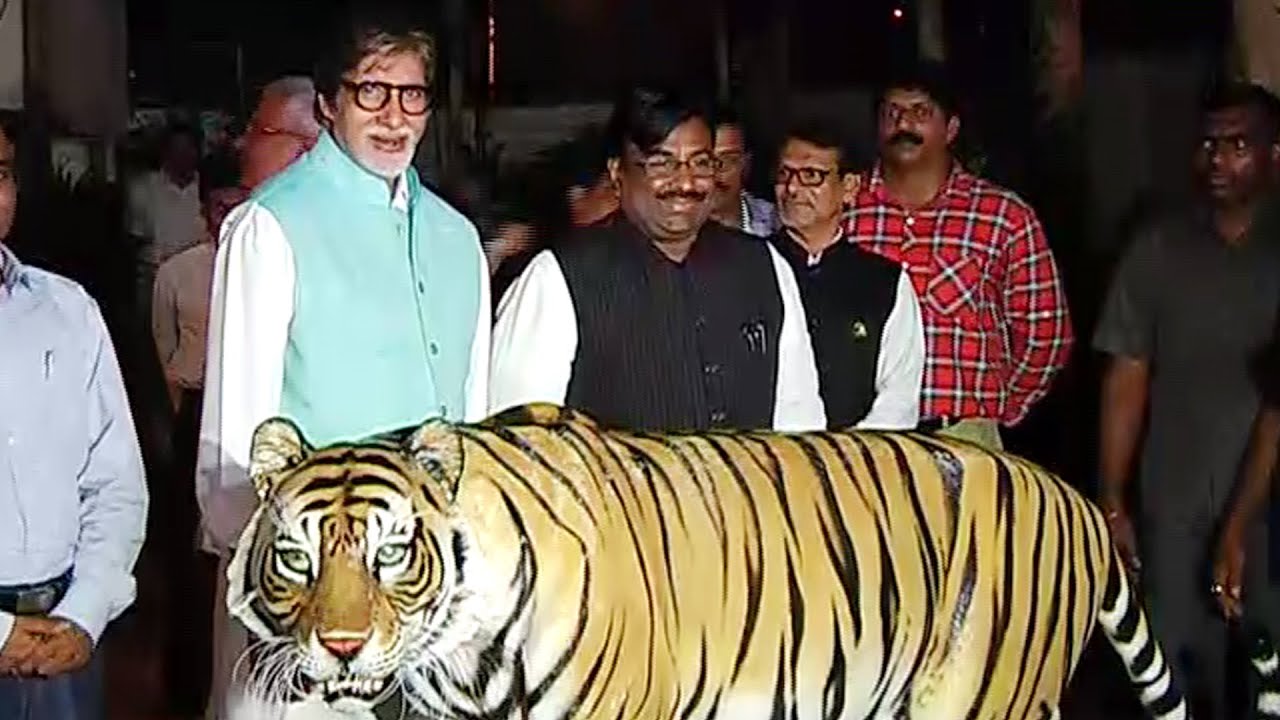 Amitabh Bachchan Appointed As Maharashtra's 'Save the Tiger' Ambassador ...