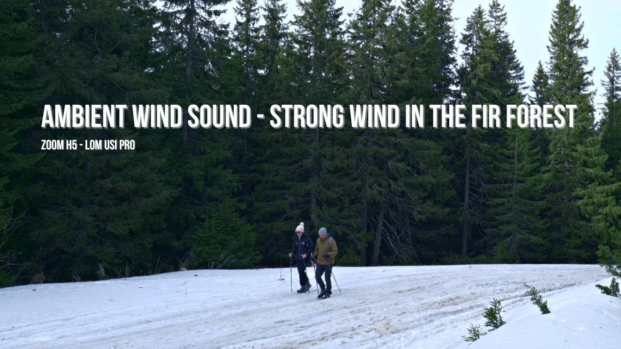 Nature Sounds - Strong Wind in the Fir Forest on a Mountain #asmrnature ...