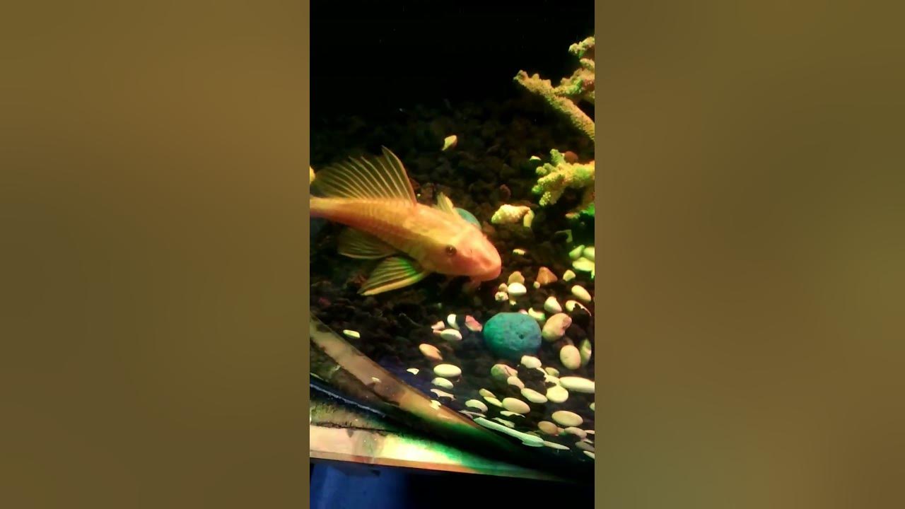 Ikan Sapu Sapu Albino Shorts Youtube