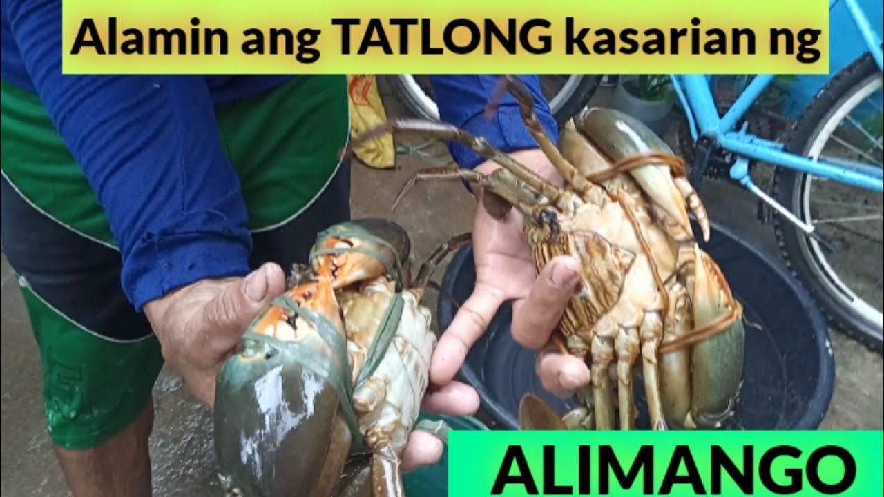 BAKLANG ALIMANGO 😱 | TATLONG KASARIAN NG ALIMANGO [3 GENDER OF MUDCRAB ...