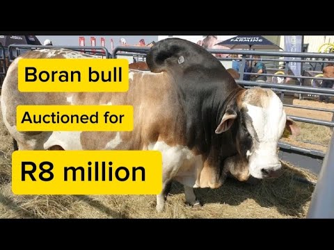 BORAN BULL sells for R8 million.Highest priced bull ever in South Africa on its way to Zimbabwe ...