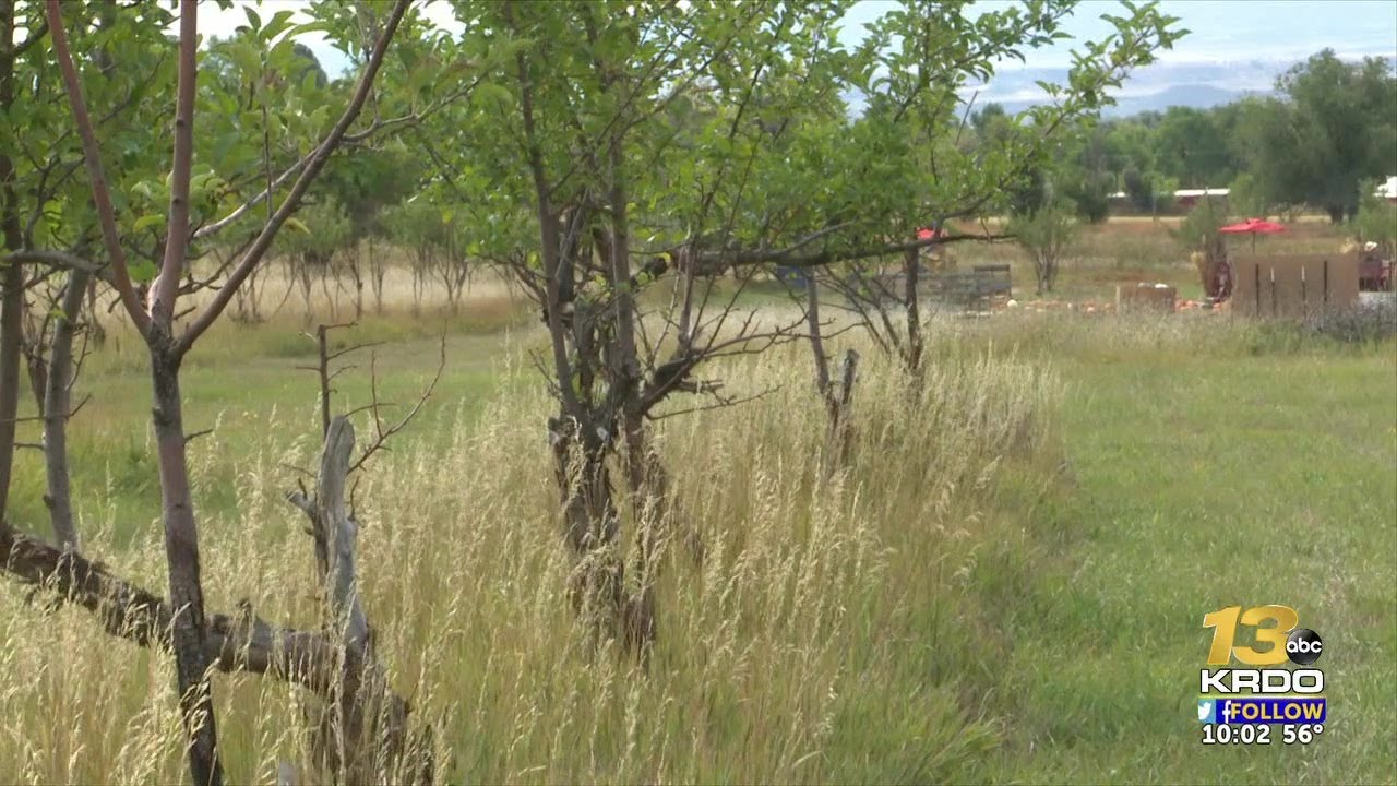 Cold winter, summer hail wipe out all of Happy Apple Farm’s apple crop ...