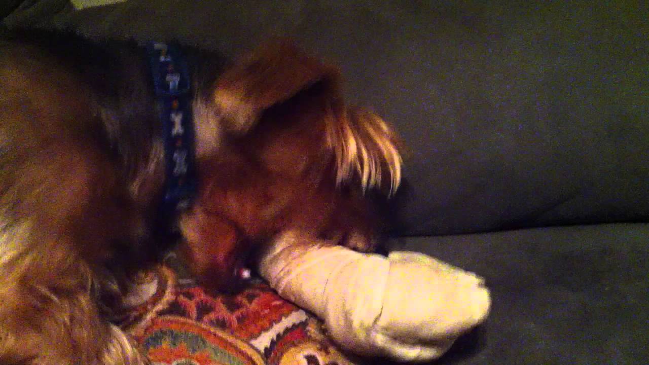 Very angry yorkie! - YouTube