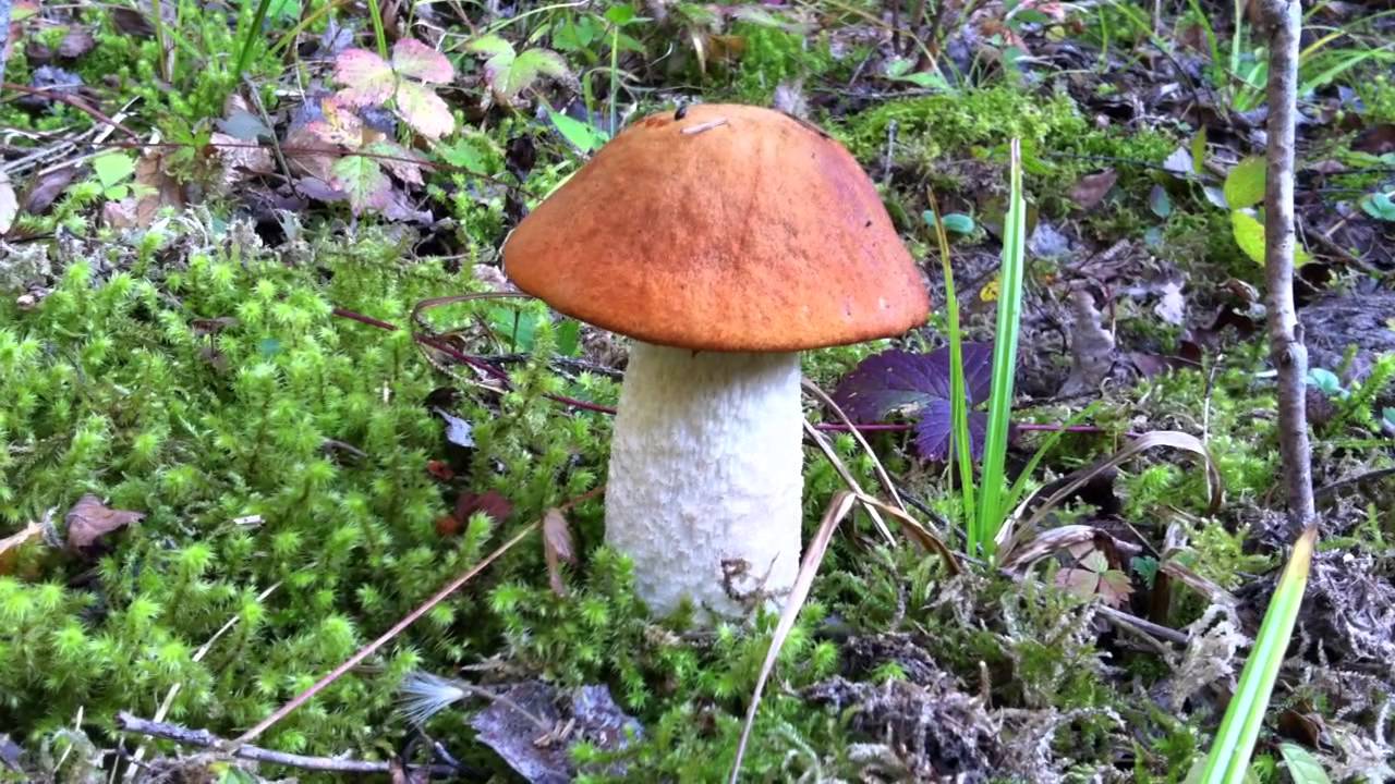 Podosinovik LV - YouTube