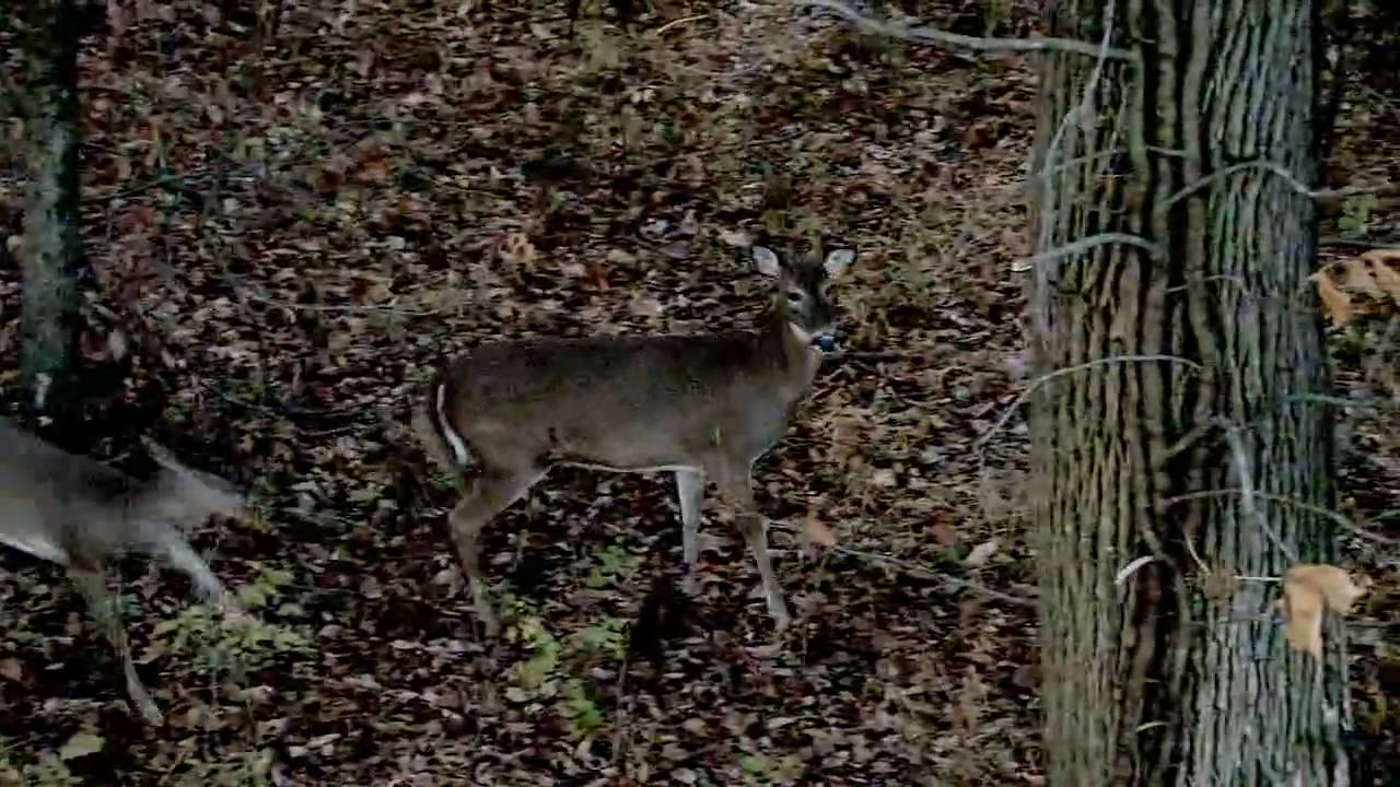 Deer Hunting in HD - Southern Illinois Bowhunting - YouTube
