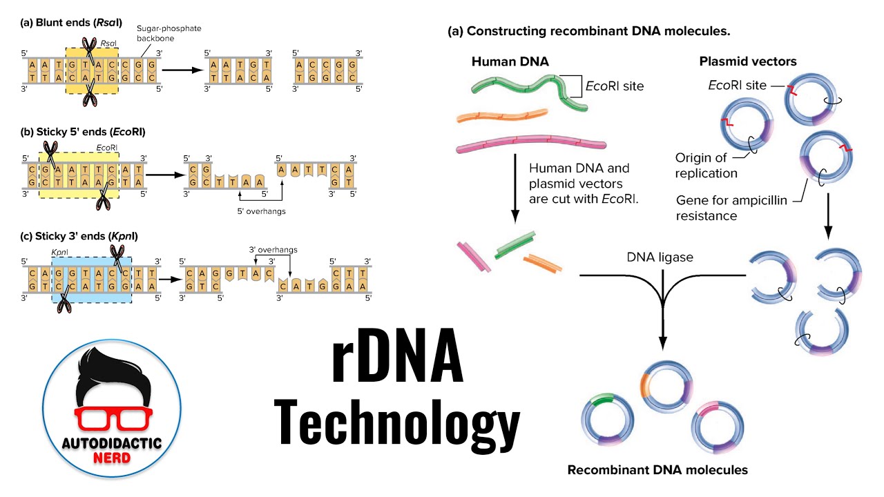 Recombinant DNA (rDNA) Technology - Genetics and Molecular Biology: BI ...