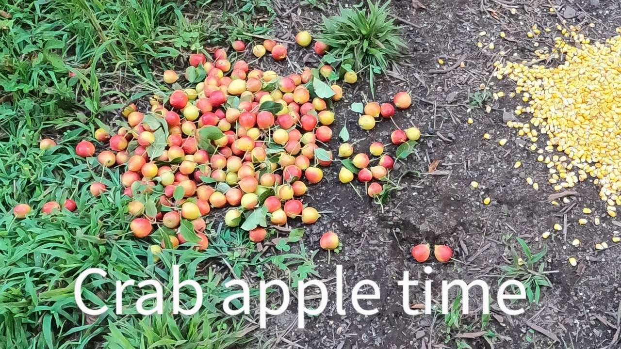 CRAB APPLES!!! Candy for deer - YouTube