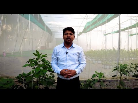 Colored Capsicum | Protected Cultivation | Nethouse Structure | Rise ...