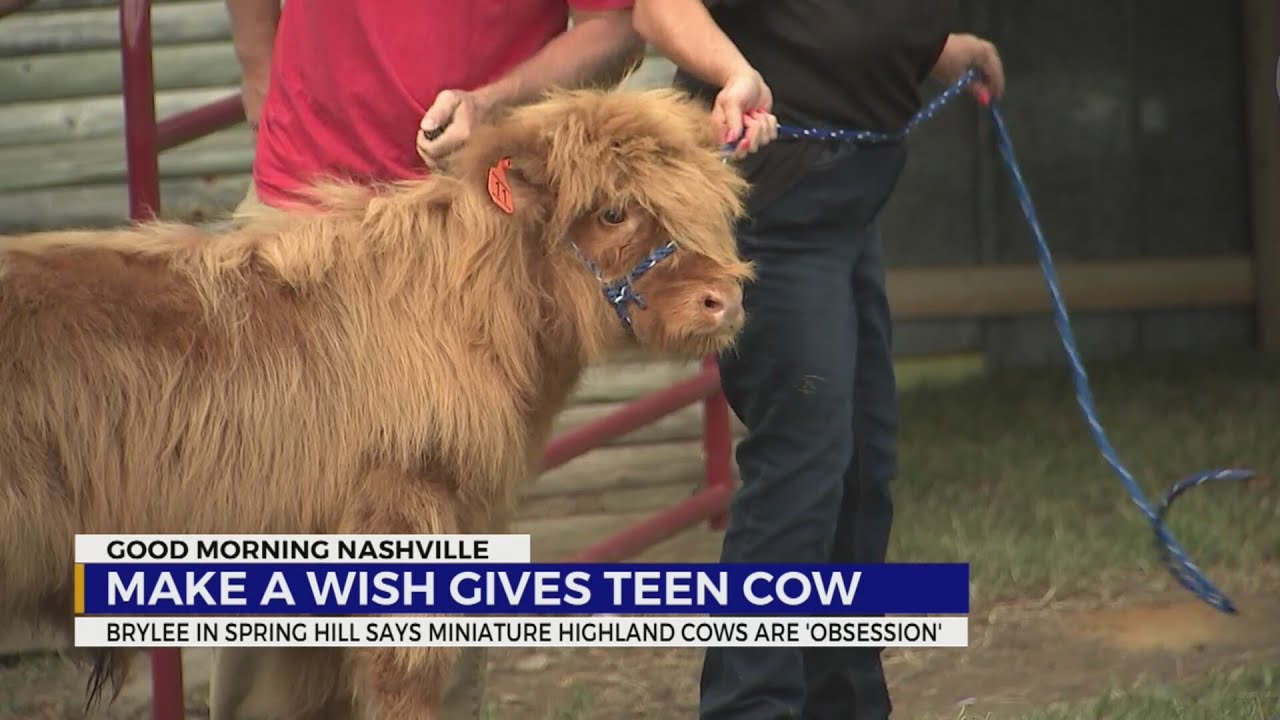 Make-A-Wish gifts Spring Hill teen miniature cow - YouTube