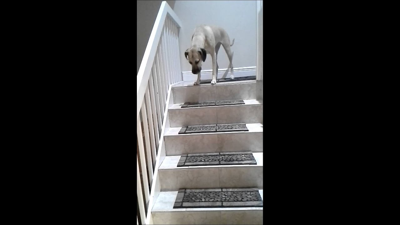 dog in Morse code - YouTube