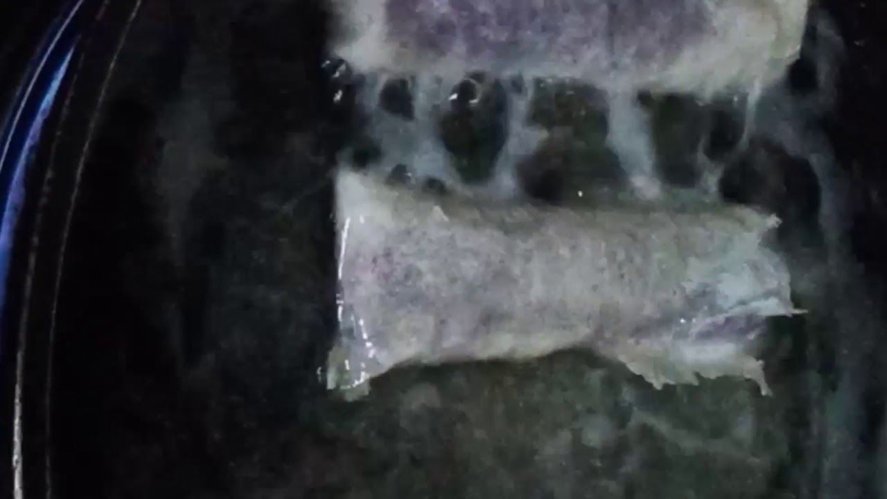 HOW TO MAKE UBE TURON WITH CHEESE - YouTube