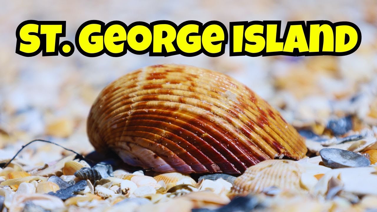 SHELLING & Discovering St. George Island's Coastal Charms - YouTube