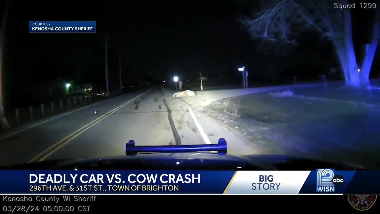 Driver, cow die after car hits cow in Kenosha - YouTube