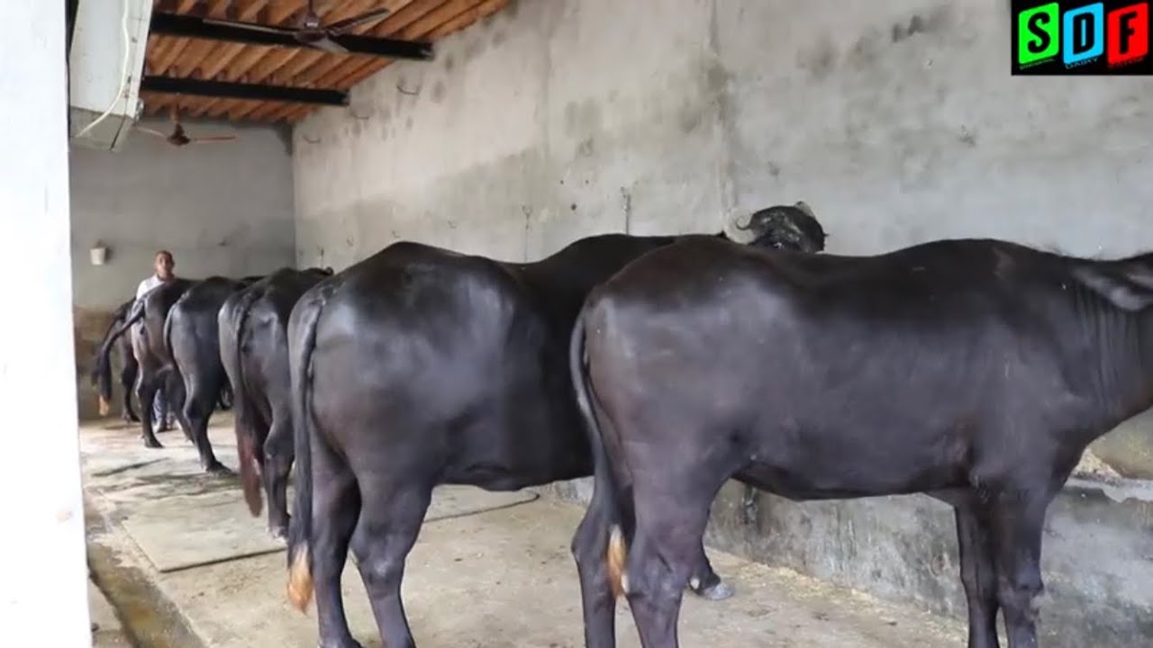 Murrah Buffalo and Sahiwal Cow Breeder— Amit. Hisar(Haryana ) - YouTube