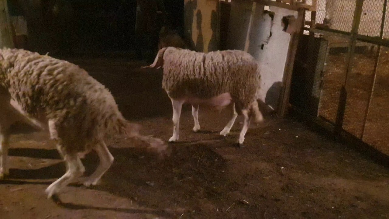 Hawli malaki 2020 - YouTube