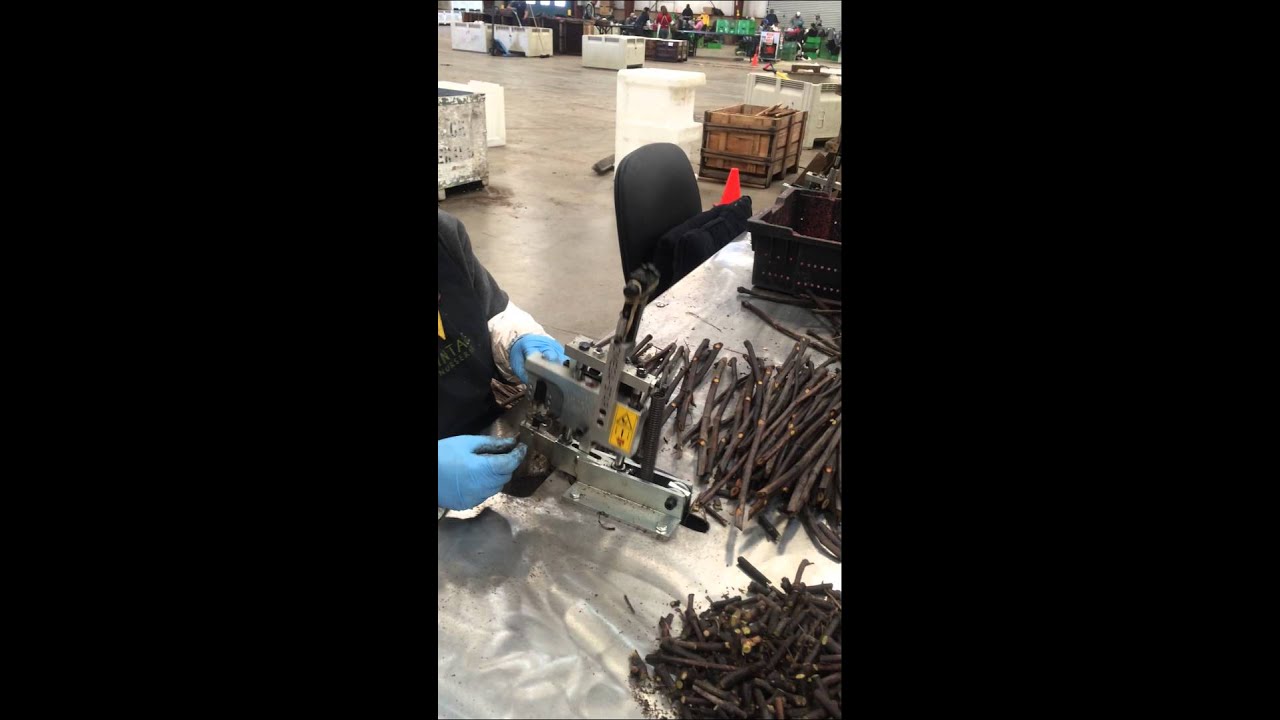 grapevine grafting machine - YouTube