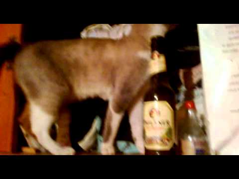 Solo En Casa ^^ Con La Kenchur ~EZE~ ☻☻☻ - YouTube