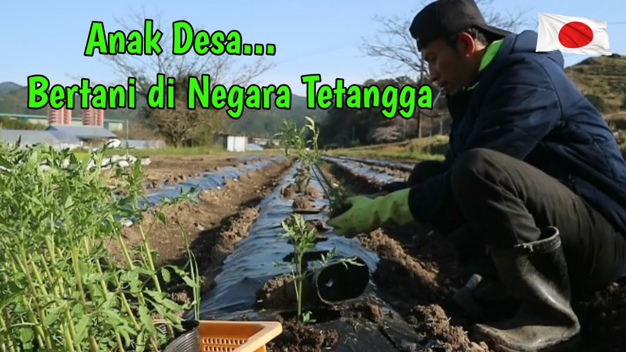 Persiapan bercocok tanam musim panas di jepang - YouTube