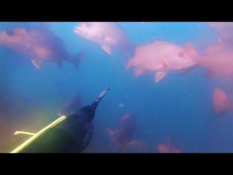 Spearfishing red snappers in goa, part -1 - YouTube