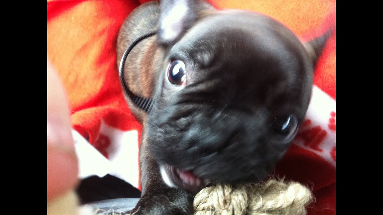 French bulldog puppy's first car ride - YouTube