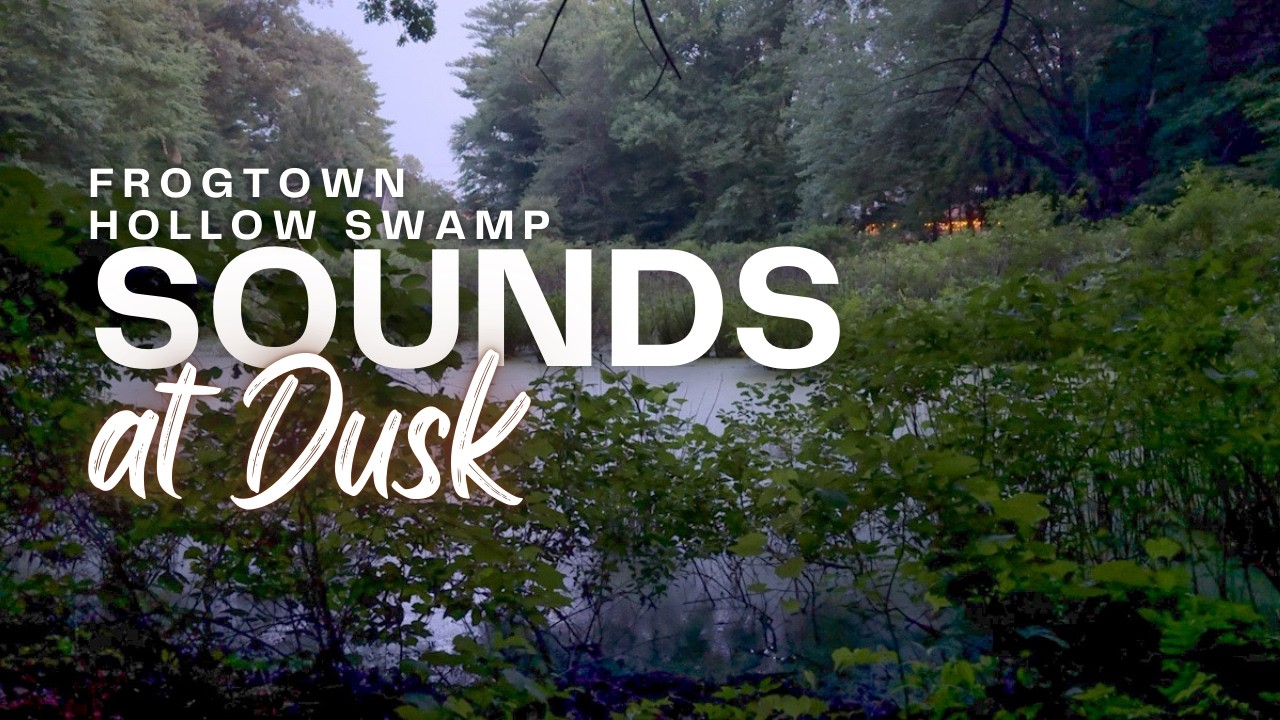 Relaxing Swamp Sounds at Dusk (Northern Green Frog Calls) - YouTube