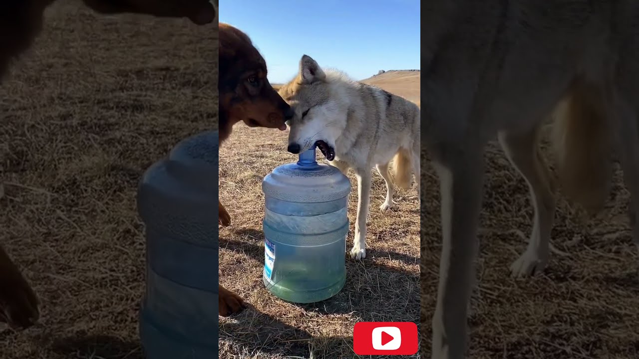 Tibetan Mastiffs and Wolves 2021 Video #2 - YouTube