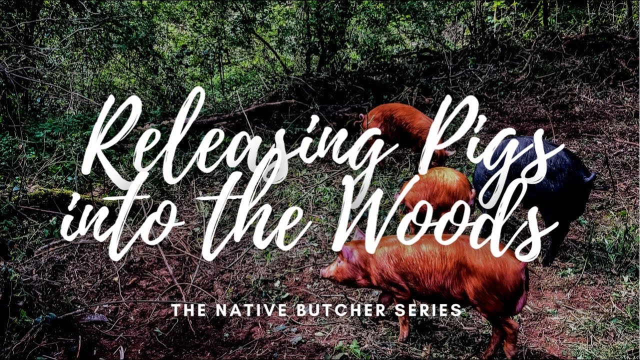 Releasing pigs into the wood to live - The Native Butcher - HGC - YouTube