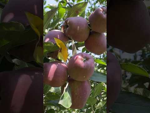 Kingrot Apple Variety 🍎