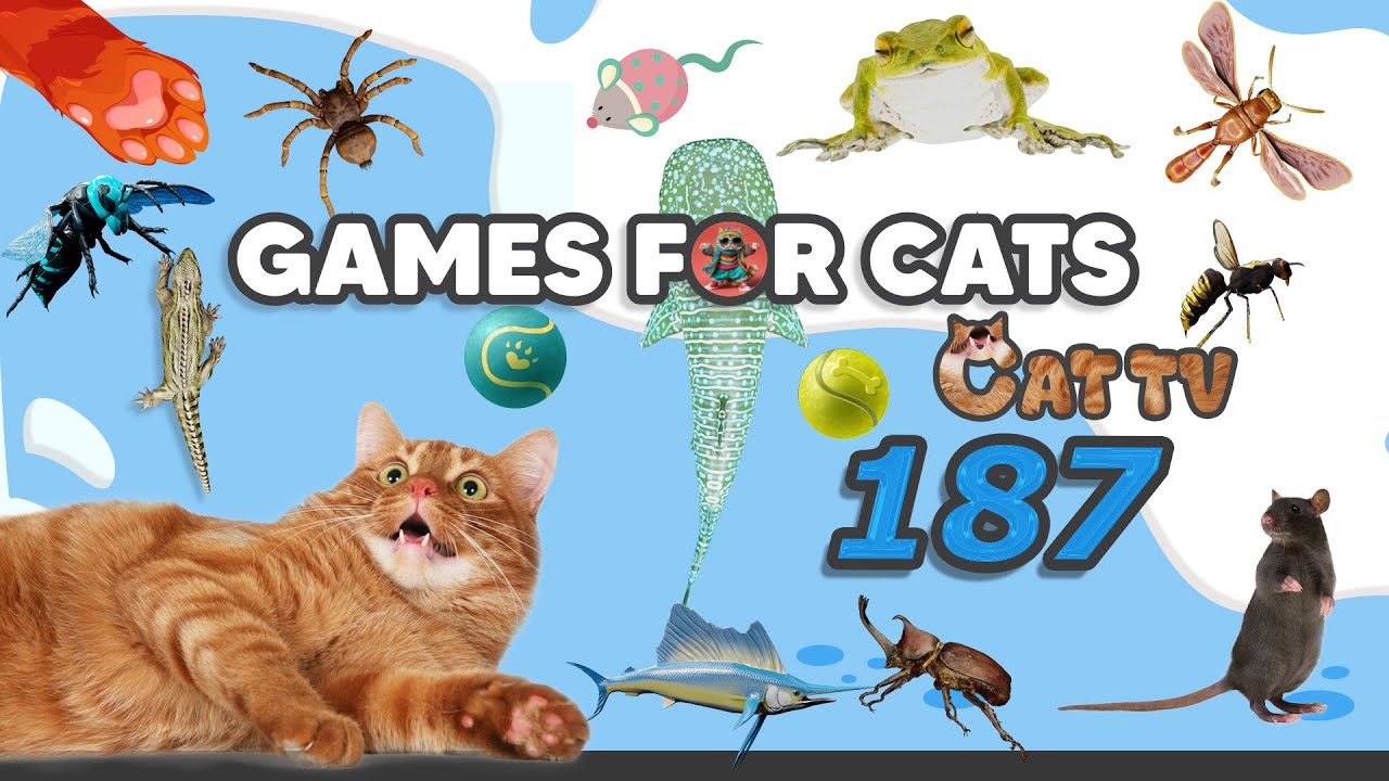 Cat Games | Ultimate Game For Cat Compilation Vol 187 | 6 HOUR 🐭🐝🐞🦋🦎 ...