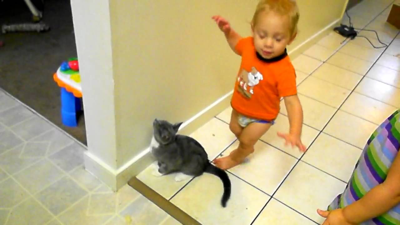 Crazy Kitten & Kids Chasing Light - YouTube