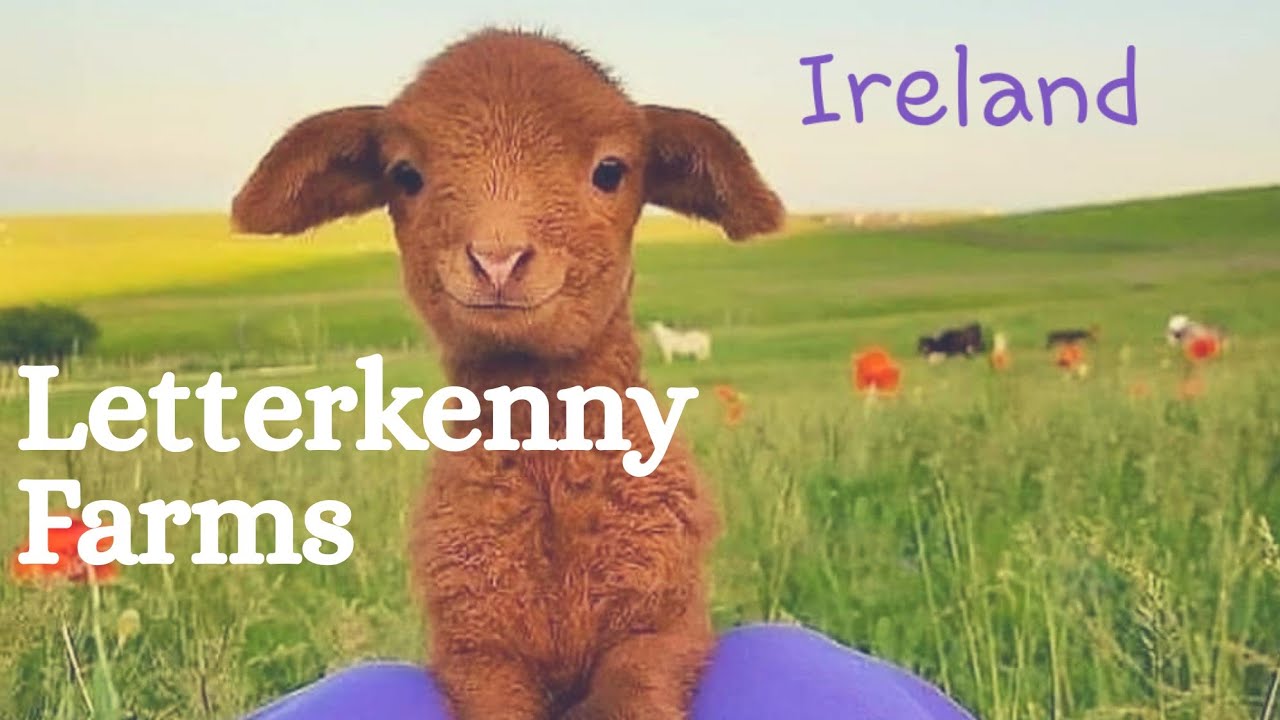 Letterkenny Farms || Best Places Ireland || - YouTube