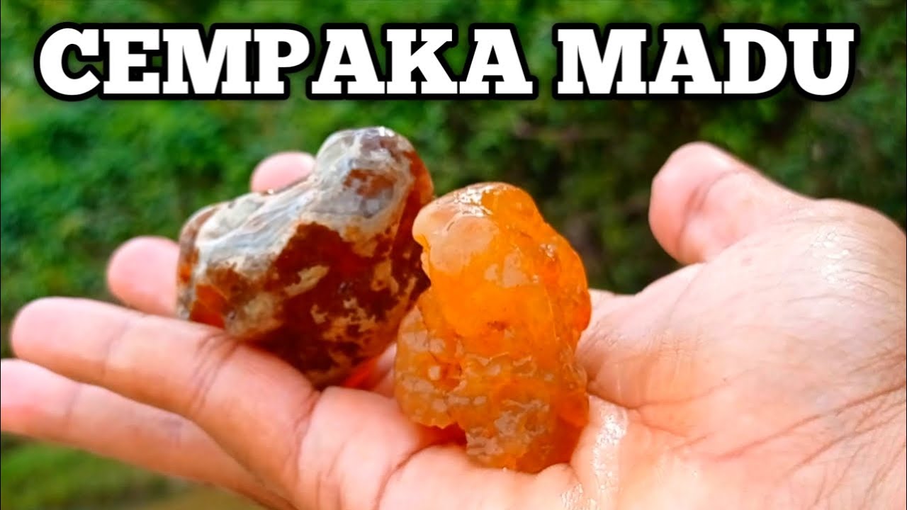CEMPAKA MADU !! LANGSUNG DAPAT DUA MBOLANG BATU AKIK LANGKAT SUMUT/BATU ...