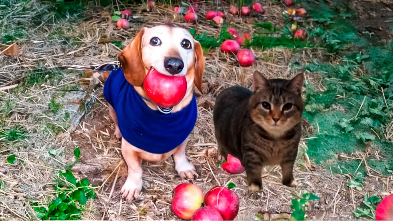 OIIAOIIA Cat x Apple Dog | Dog with Apple in Mouth Compilation - YouTube