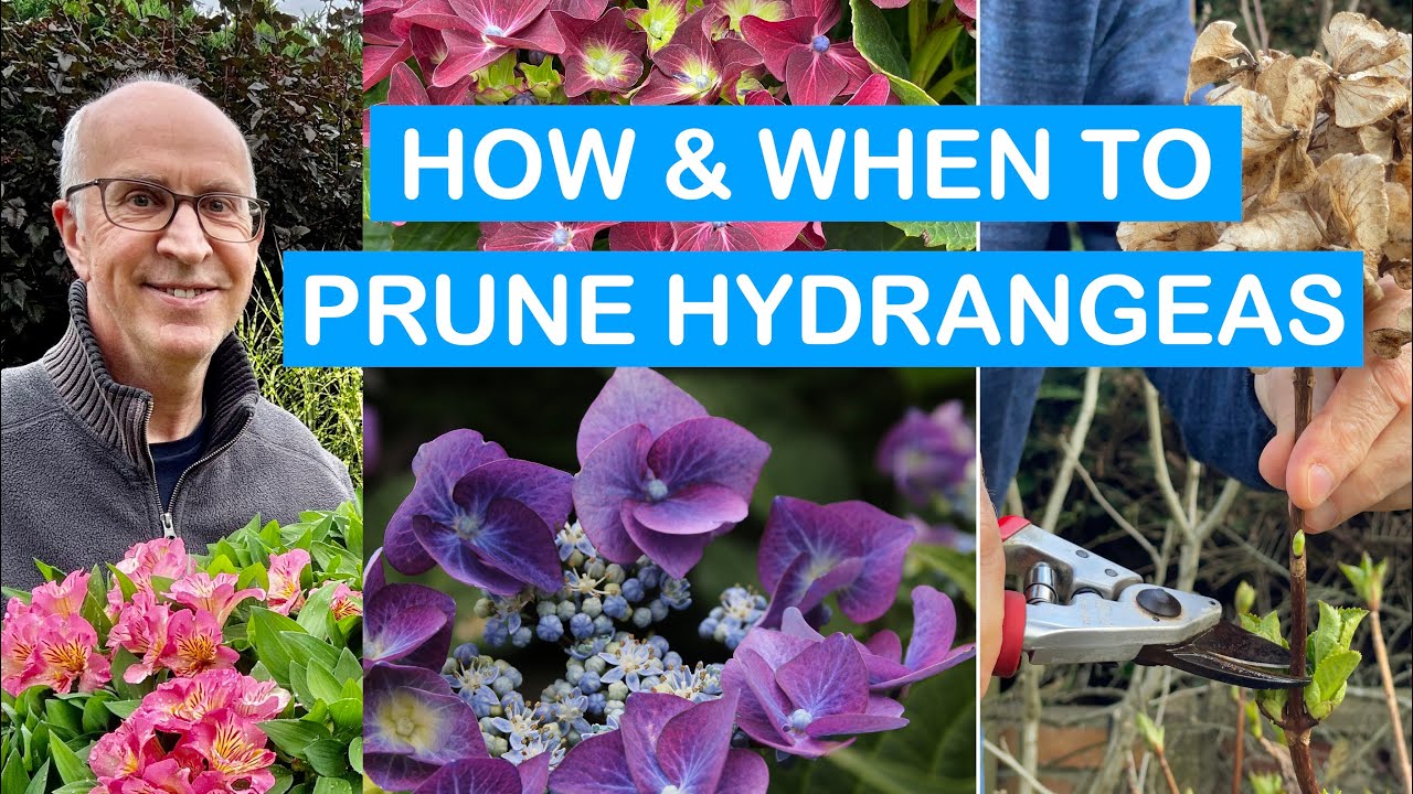 When To Prune Hydrangeas