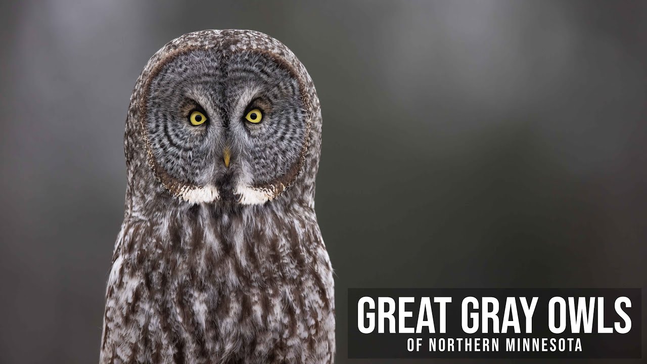 Great Gray Owls of Northern Minnesota - YouTube