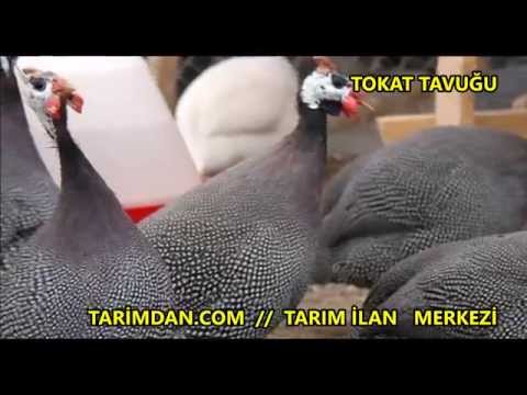 TOKAT TAVUĞU
