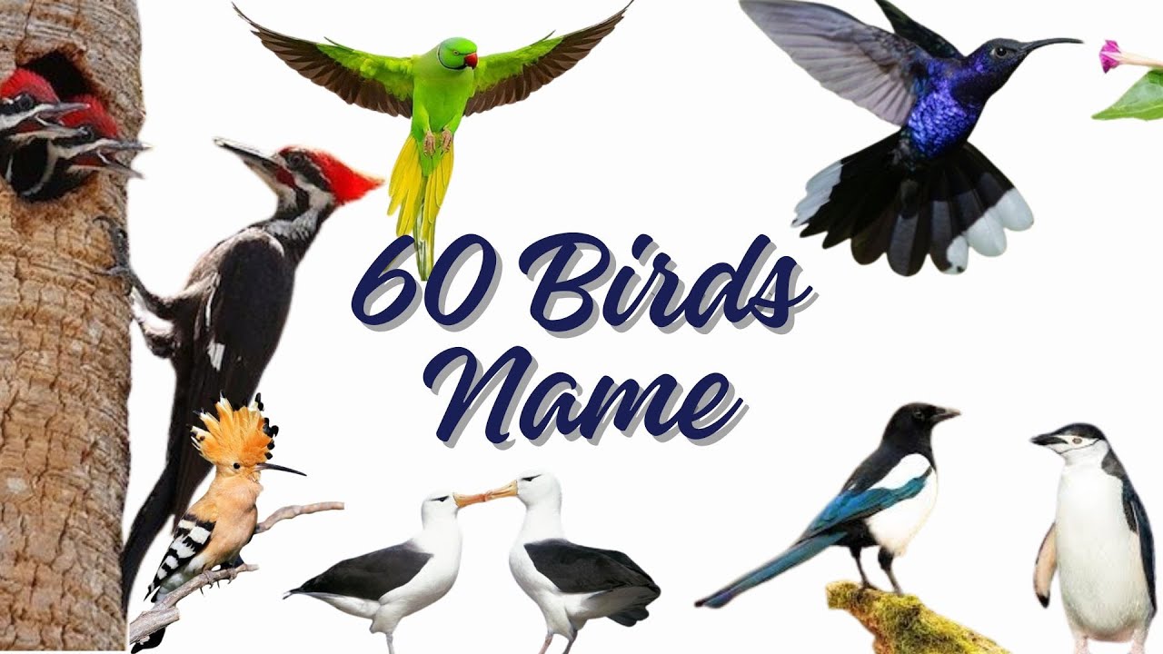 Birds Vocabulary || 60 Birds Name In English With Pictures || Birds ...