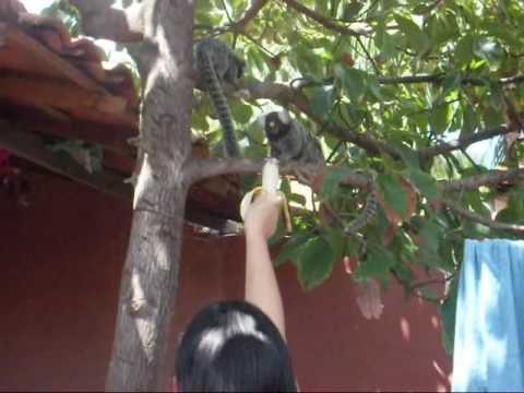Macacos